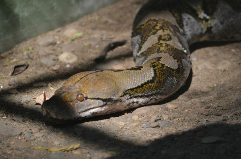 Rescue workers remove 4 metre long python - Hua Hin Today English ...